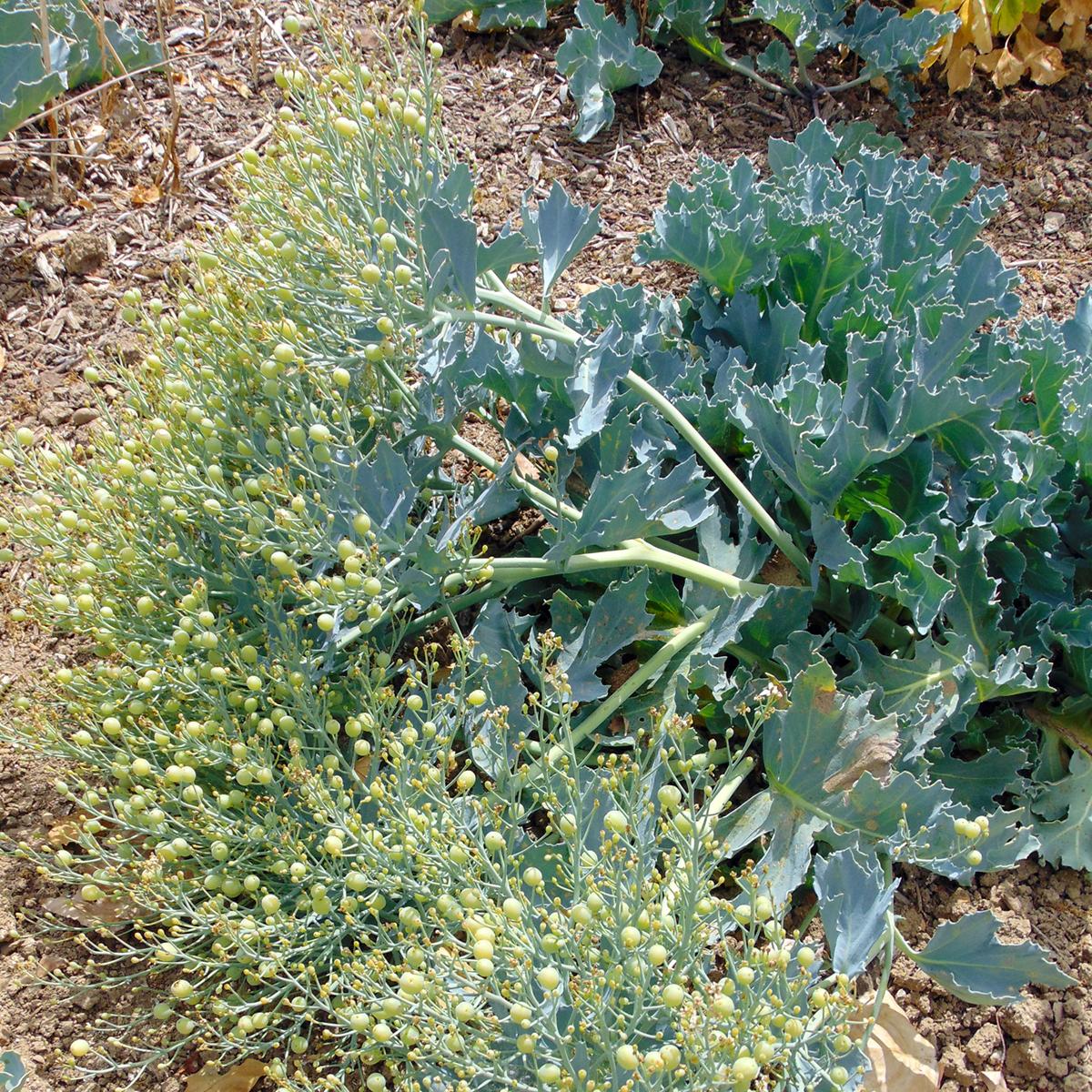 Crambe maritima - Sea Kale, ornamental and edible, with white flowers.