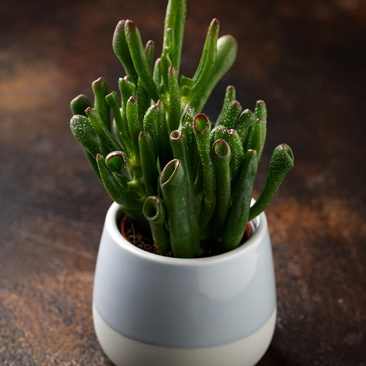 Crassula ovata 'Hobbit' - Succulent shrub with cylindrical, thick ...