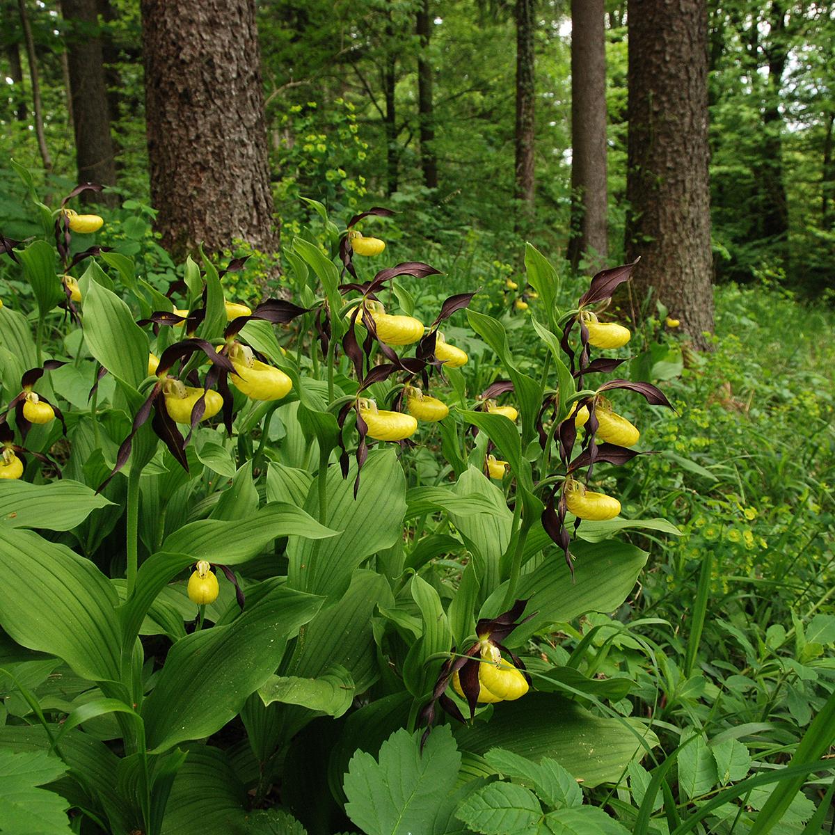 Cypripedium calceolus - Yellow Venus Slipper - Garden Orchid