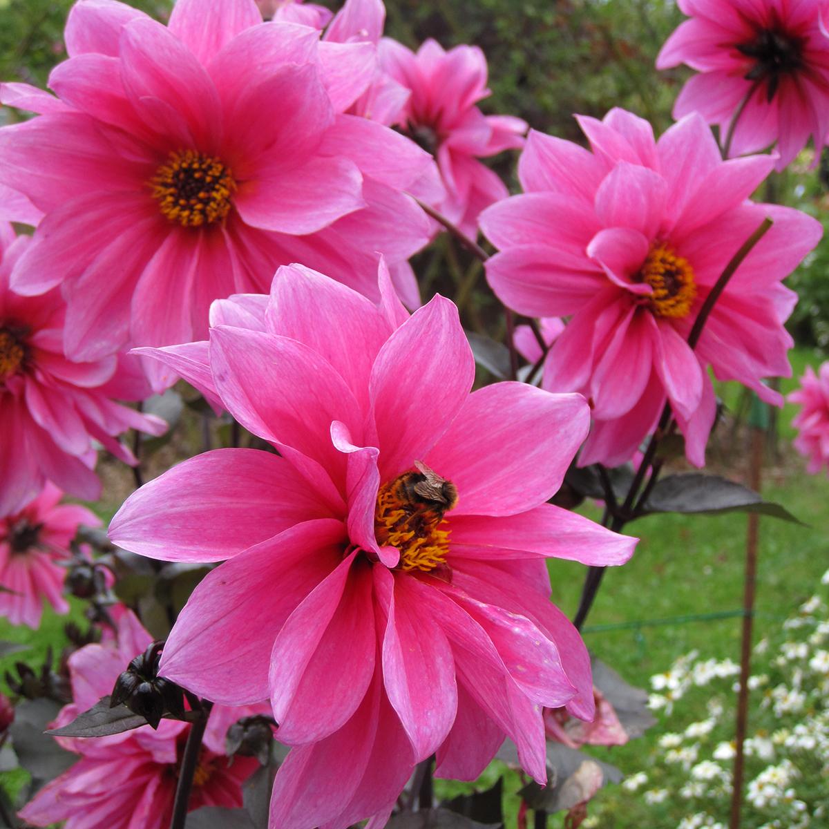 Dahlia Fascination - Variety with peony-like flowers in a vibrant pink ...