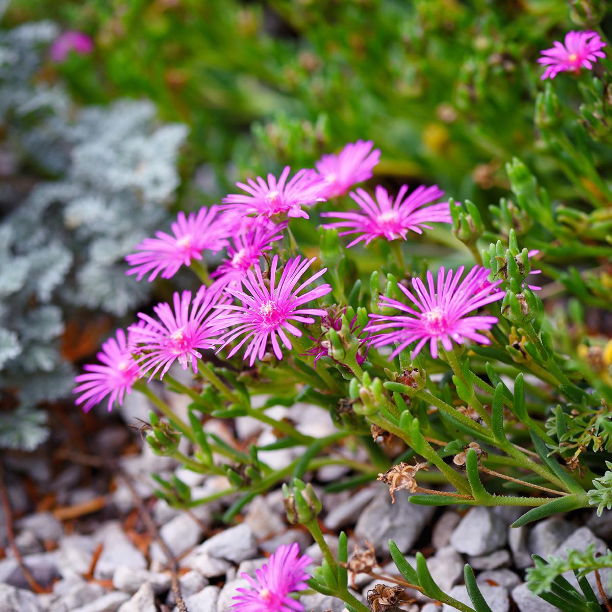 Delosperma cooperi - Perennial carpet of small mauve flowers.