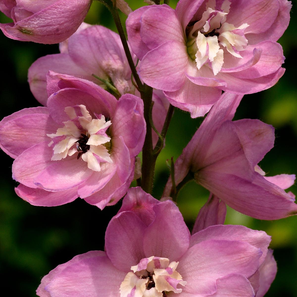 Delphinium Astolat Group - Perennial Larkspur - Giant lilac-pink flowers.