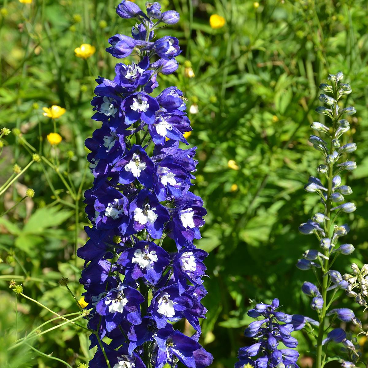 Delphinium 'Pacific Blue Bird' - Perennial flower with bright blue flowers