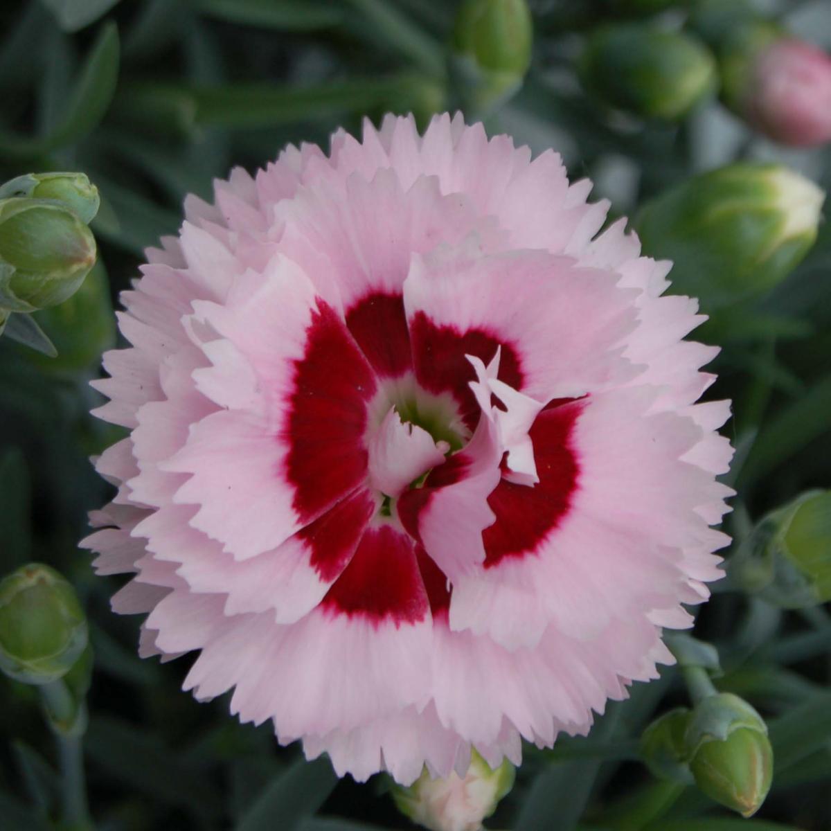 Dianthus plumarius 'Scent First Raspberry Sundae' - Carnation with ...