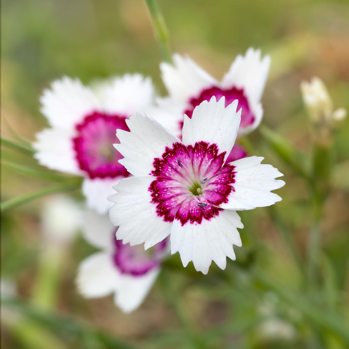Dianthus deltoides Arctic Fire - White-flowered carnation with red eyes.