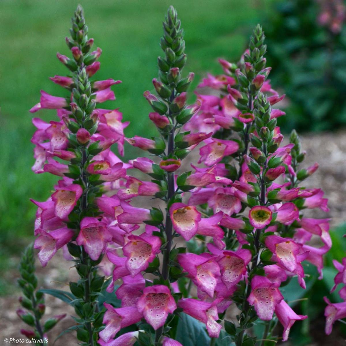 Digiplexis 'Berry Canary' - Digitalis hybrid - Superb hybrid of ...