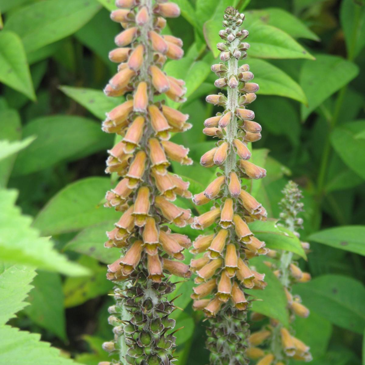 Digitalis parviflora - Small flowered digitalis with dense and slender ...