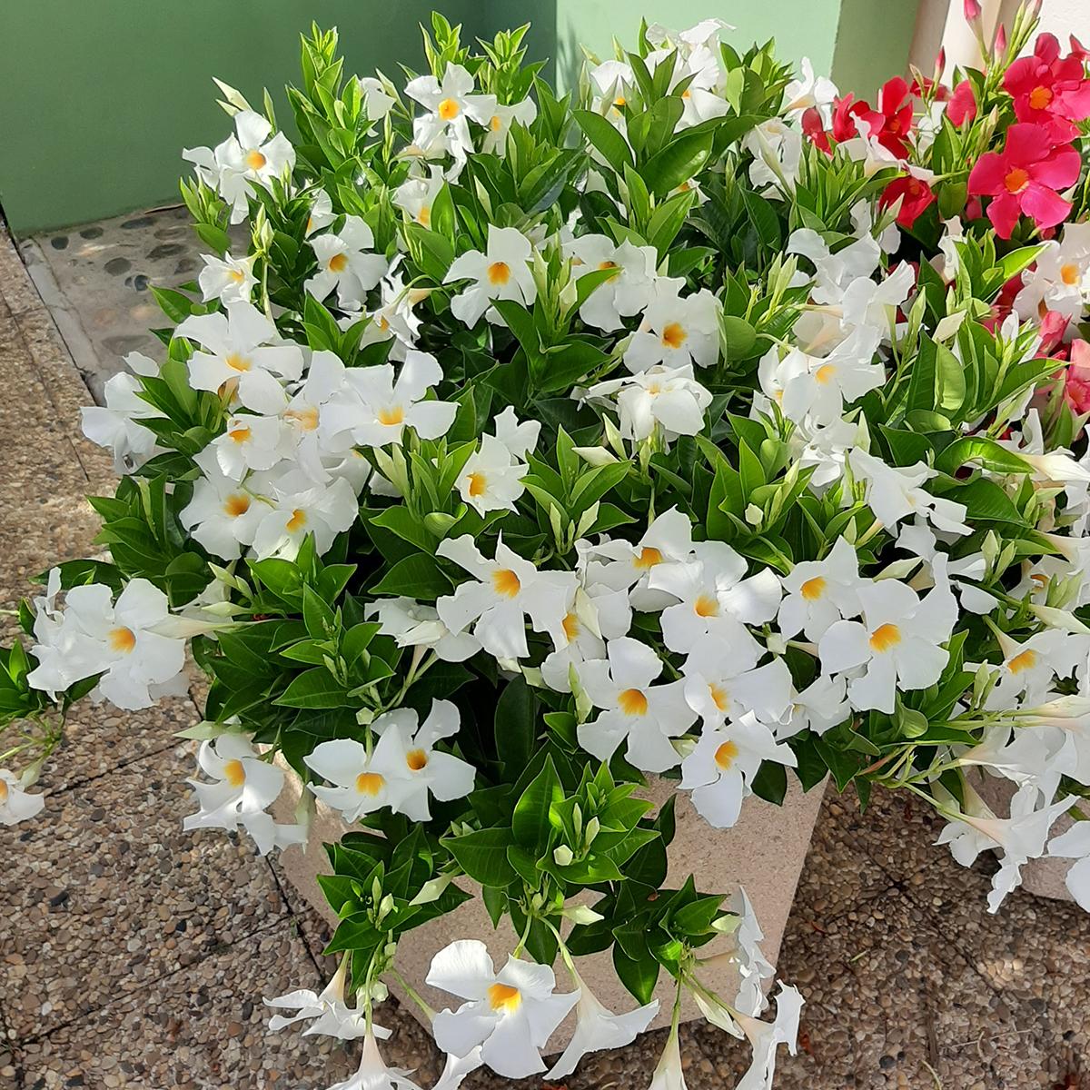 Mandevilla sanderi Diamantina Jade XXL White - Dipladenia with very ...