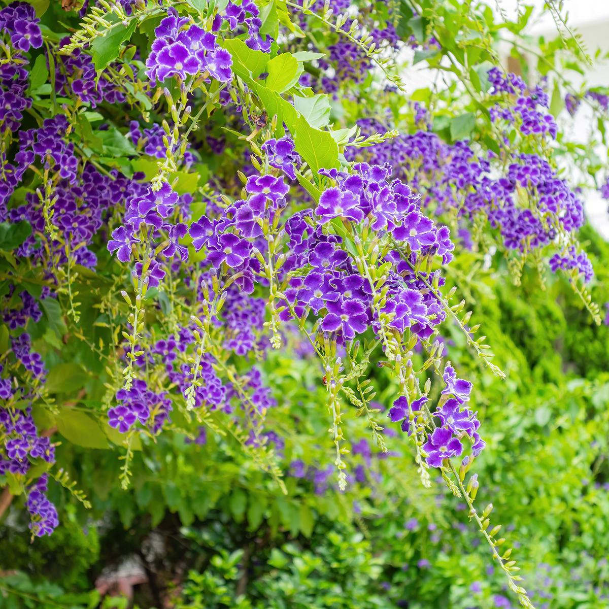 Duranta repens - A bush for a mild climate with decorative flowers and ...