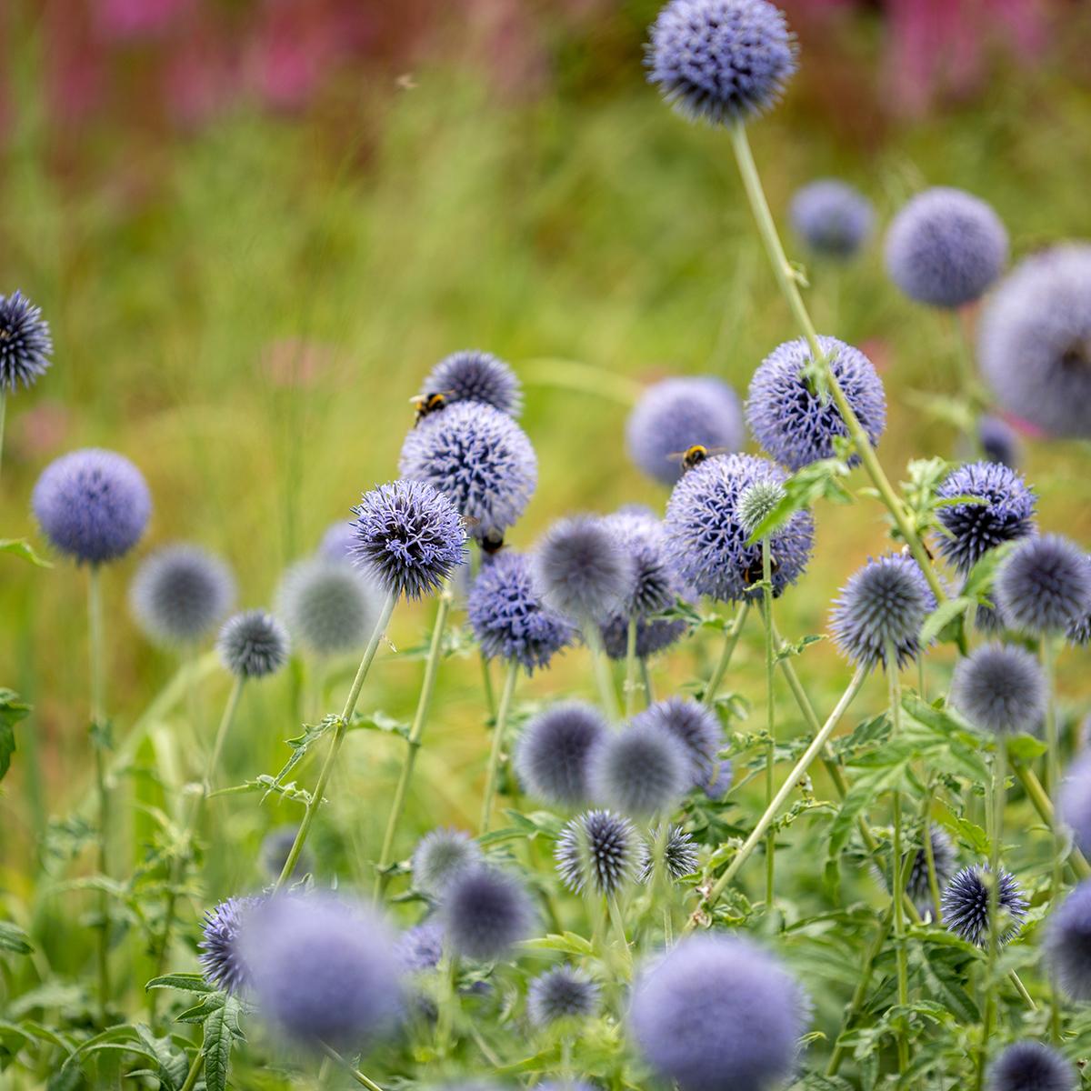 Echinops bannaticus Taplow Blue - Azure Globe Thistle - A thistle with ...