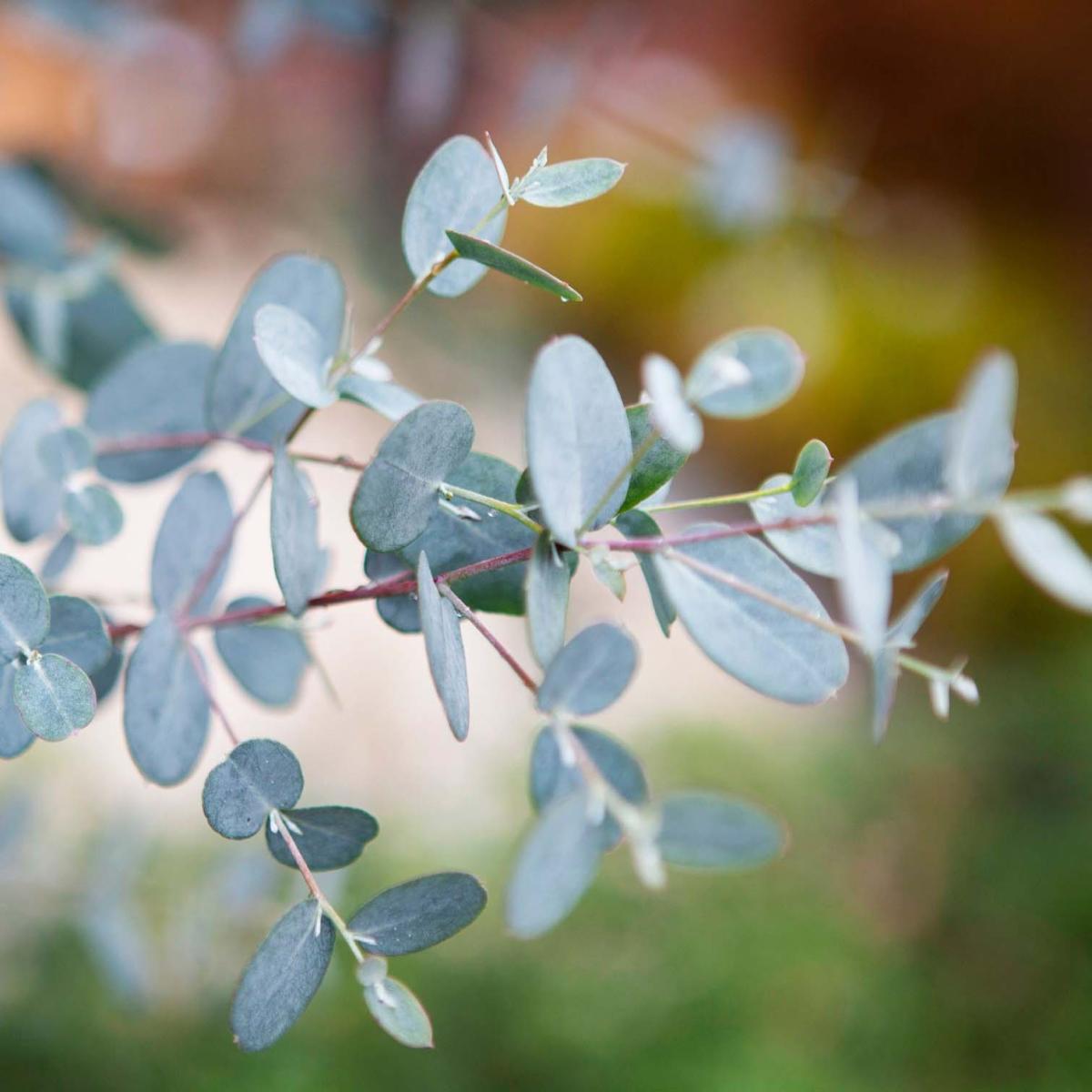 Eucalyptus gunnii Silverana - Compact cider gum with silver-blue foliage