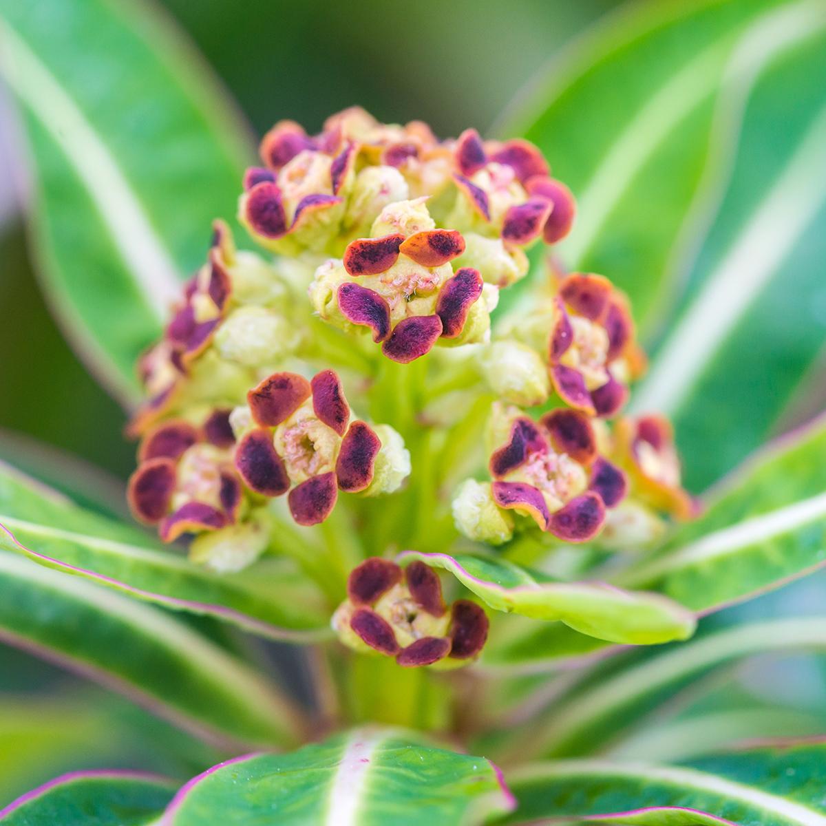 Melliferous Euphorbia - Euphorbia mellifera - A large perennial with a ...
