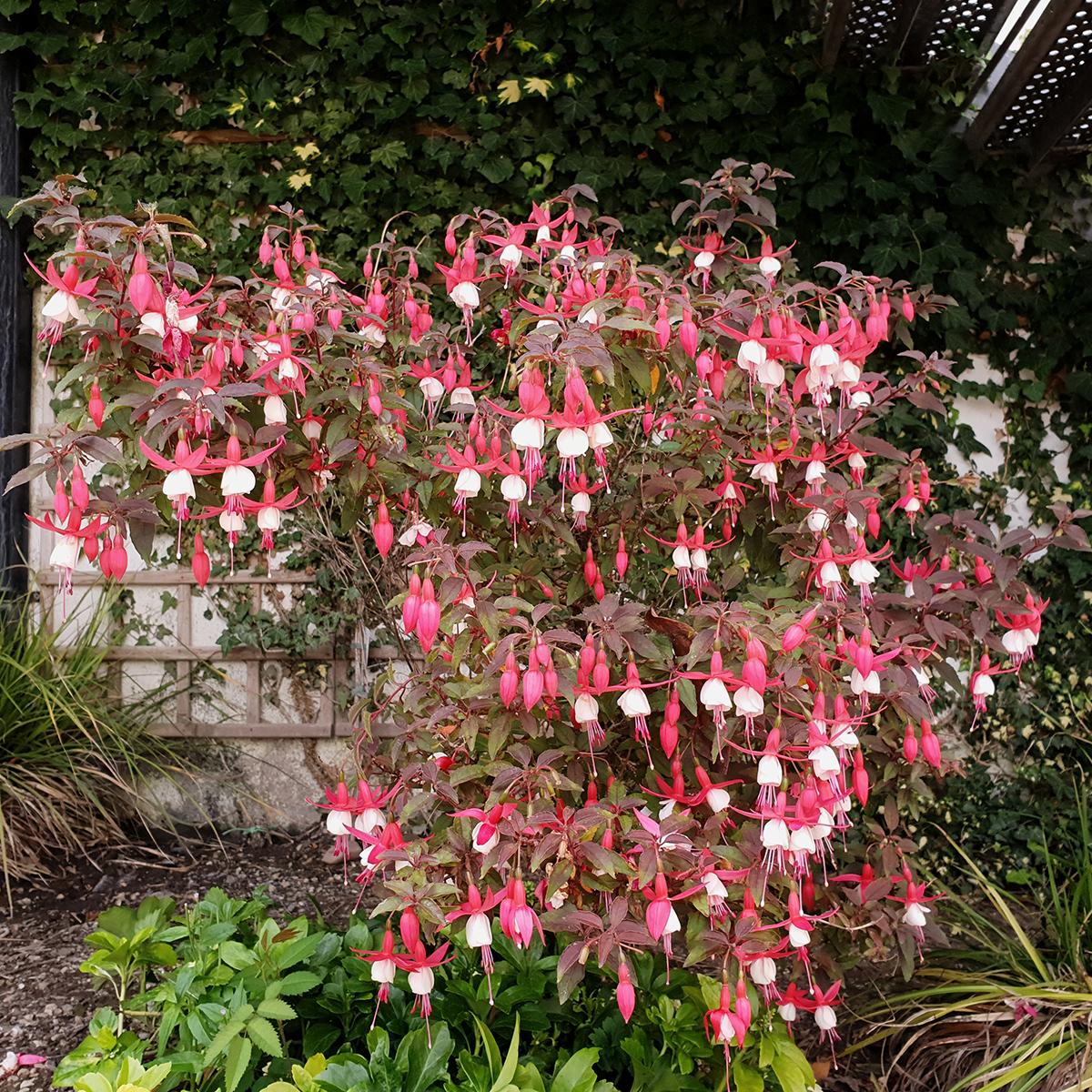Lady Thumb Fuchsia - Dwarf floriferous plant with bright pink and white ...