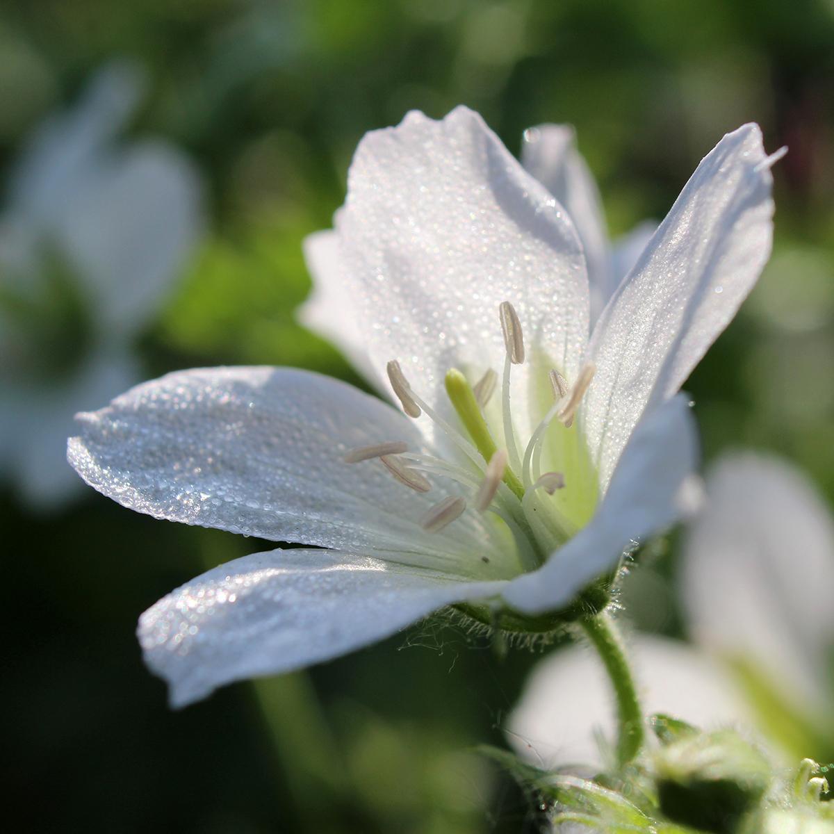 Perennial Geranium sanguineum 'Album' - Compact habit and pure white ...