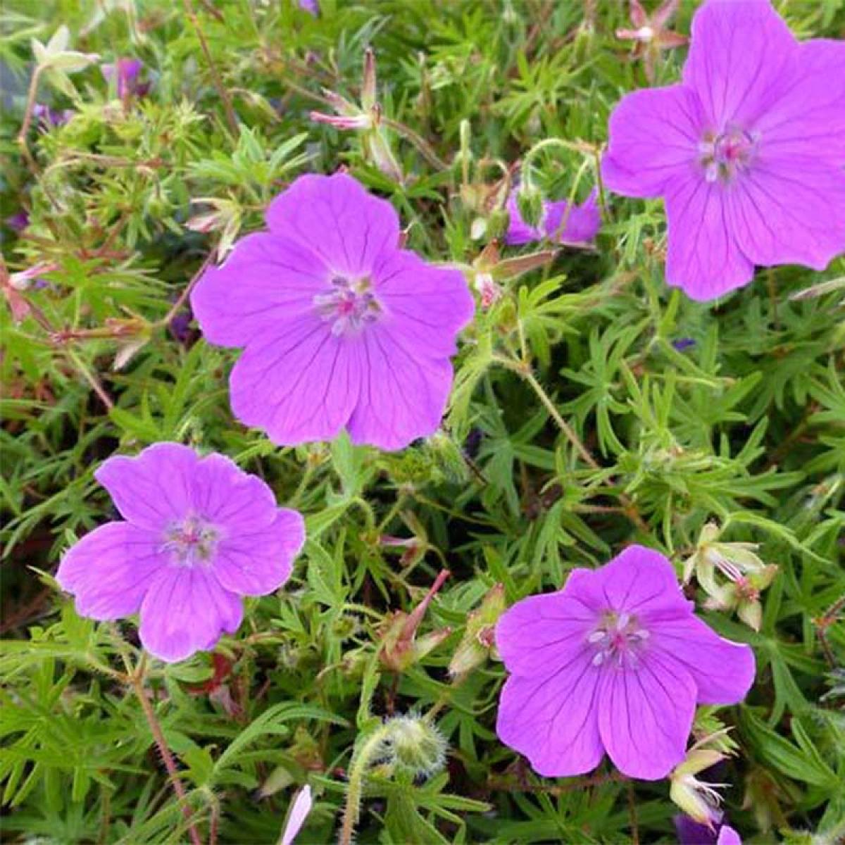 Perennial Geranium sanguineum Vision - Compact young plant covered with ...
