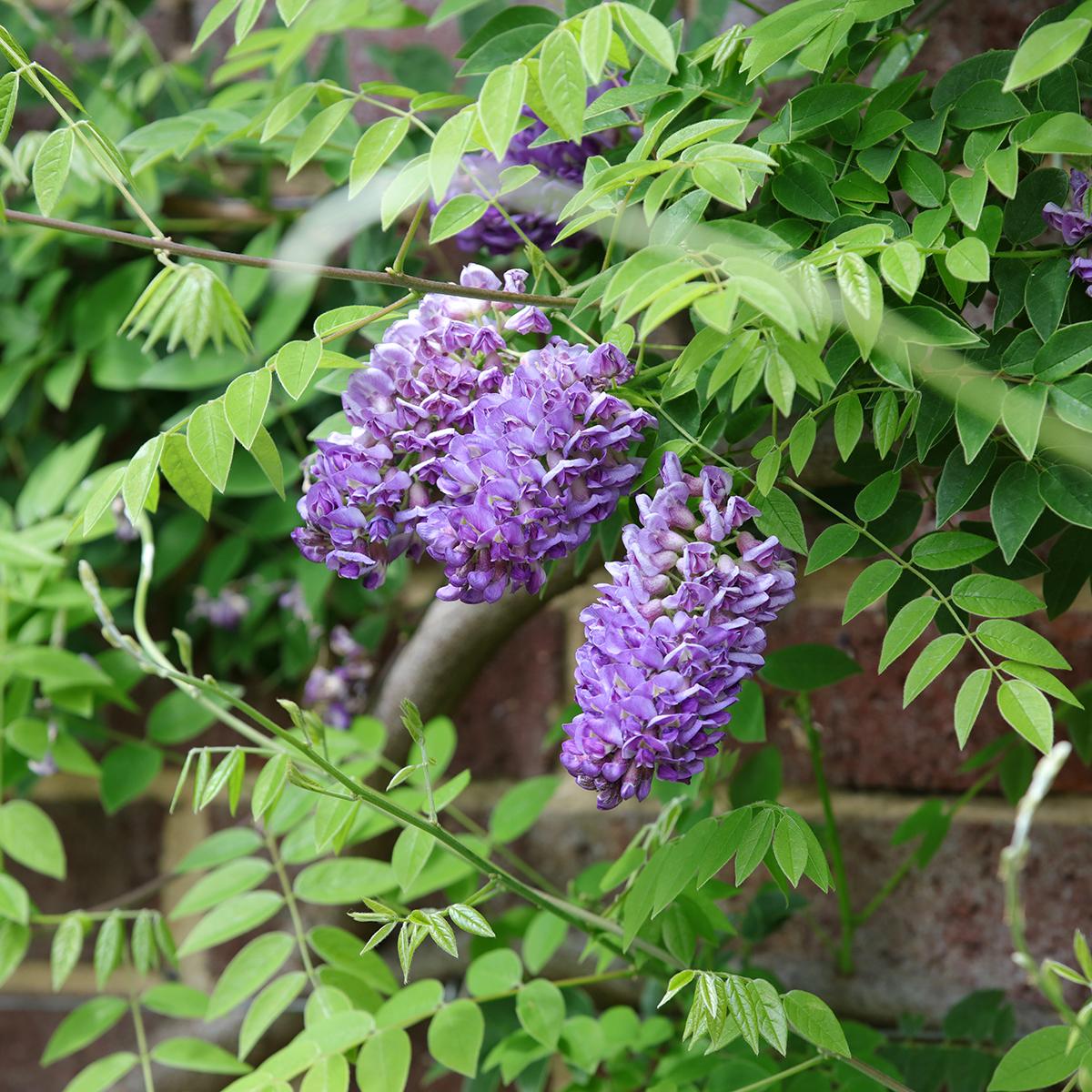 Wisteria frutescens Longwood Purple - Vigorous wisteria with deep ...