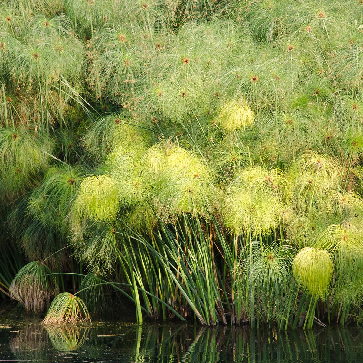 Seeds of Nile Papyrus - Cyperus papyrus - Spectacular semi-aquatic ...