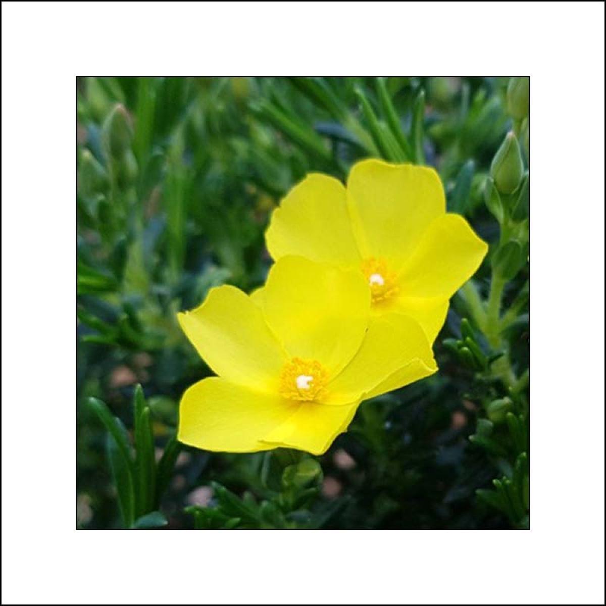 Halimium April Sun - Yellow Shrub - Evergreen Undershrub