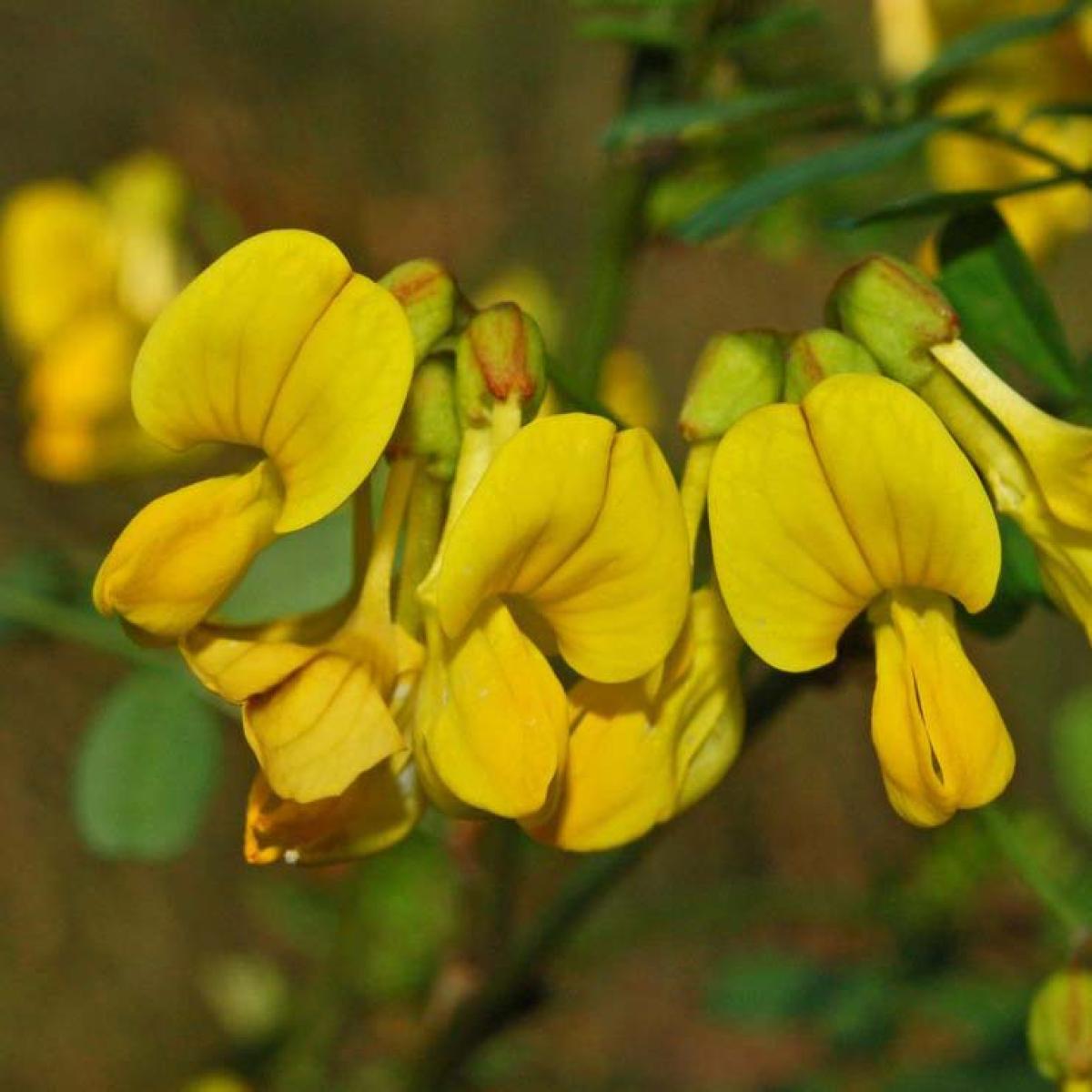 Hippocrepsis emerus - Garden shrub with bright yellow flowers