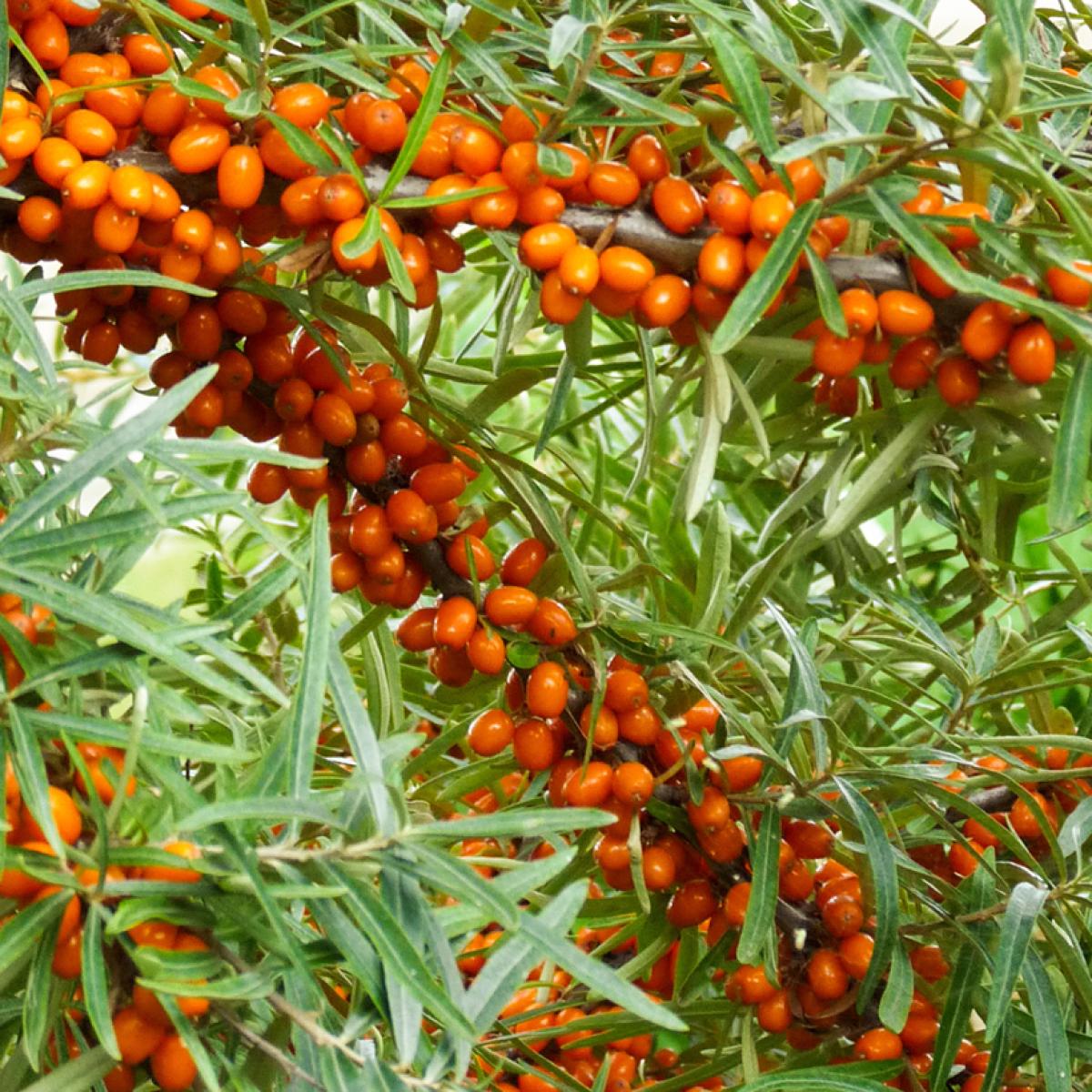 Hippophae rhamnoides Orange Energy Hagebo - Female Sea Buckthorn with ...