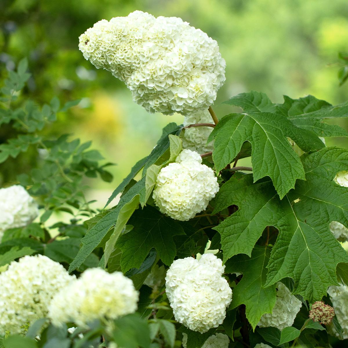 Hydrangea quercifolia Gatsby Moon - Oakleaf hydrangea with very double ...