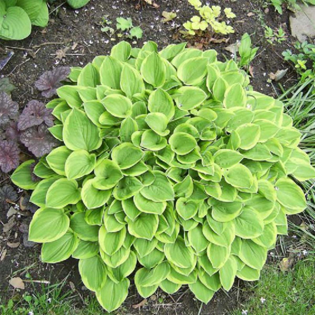 Hosta Golden Tiara - A beautiful green foliage margined with gold.