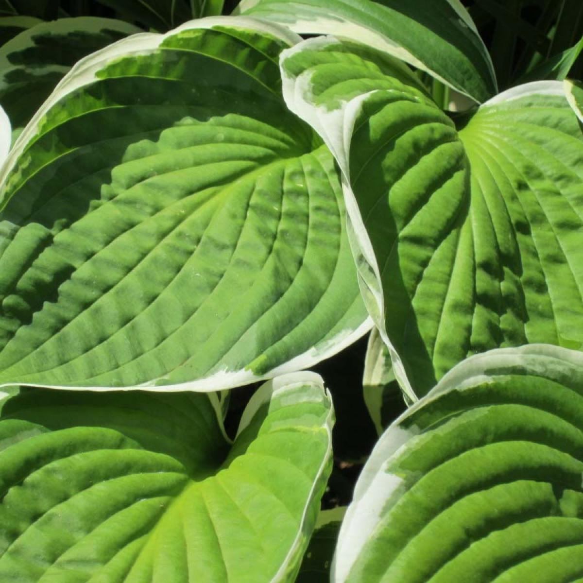 Hosta Winter Snow - Giant variety with round, thick, veined, glossy ...