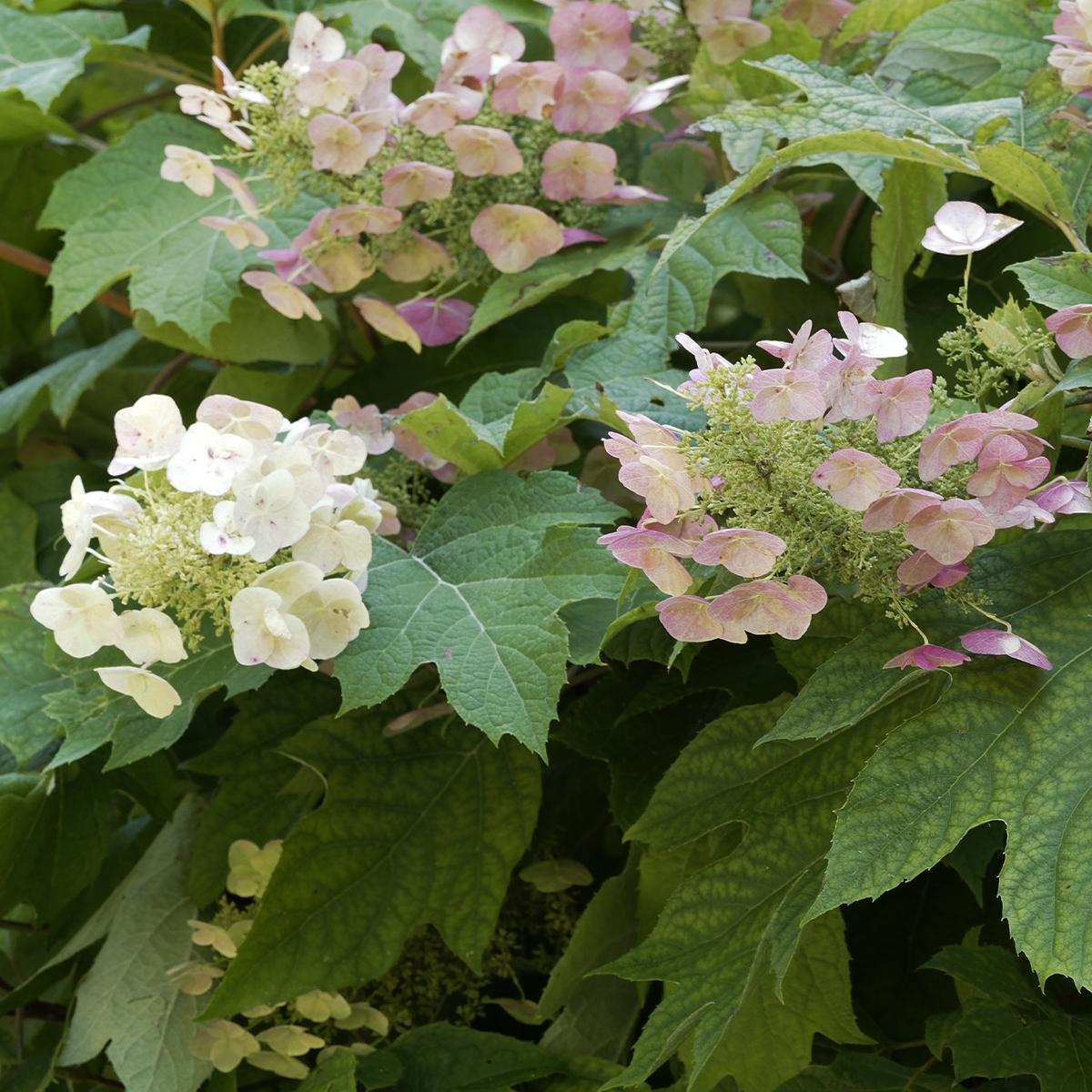 Hydrangea quercifolia Burgundy - Oakleaf Hydrangea with magnificent ...