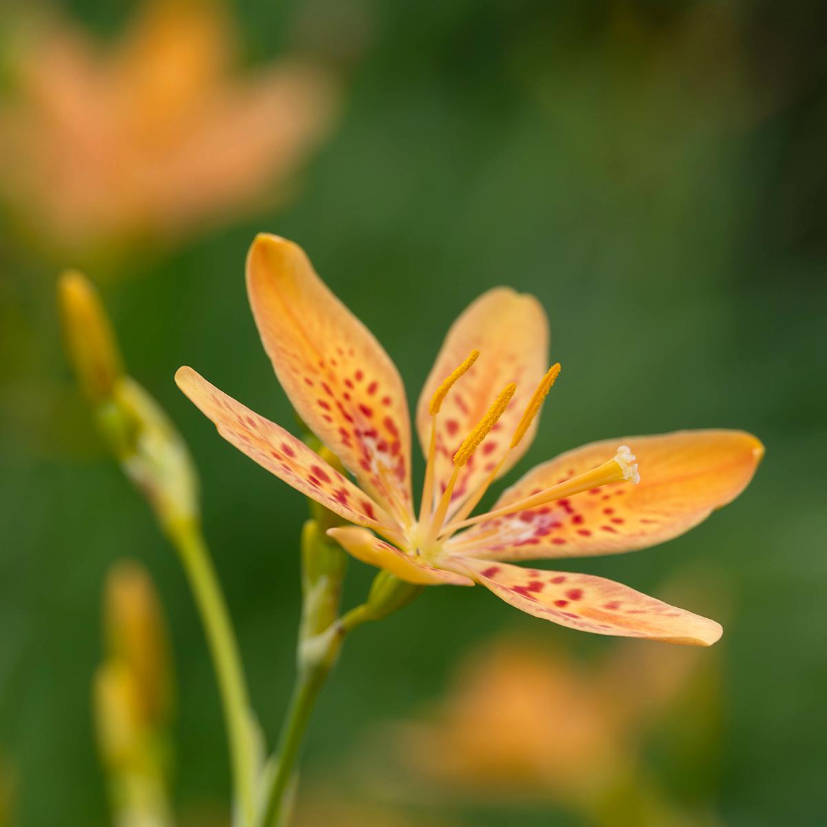 Belamcanda chinensis - Tiger lily or Blackberry lily