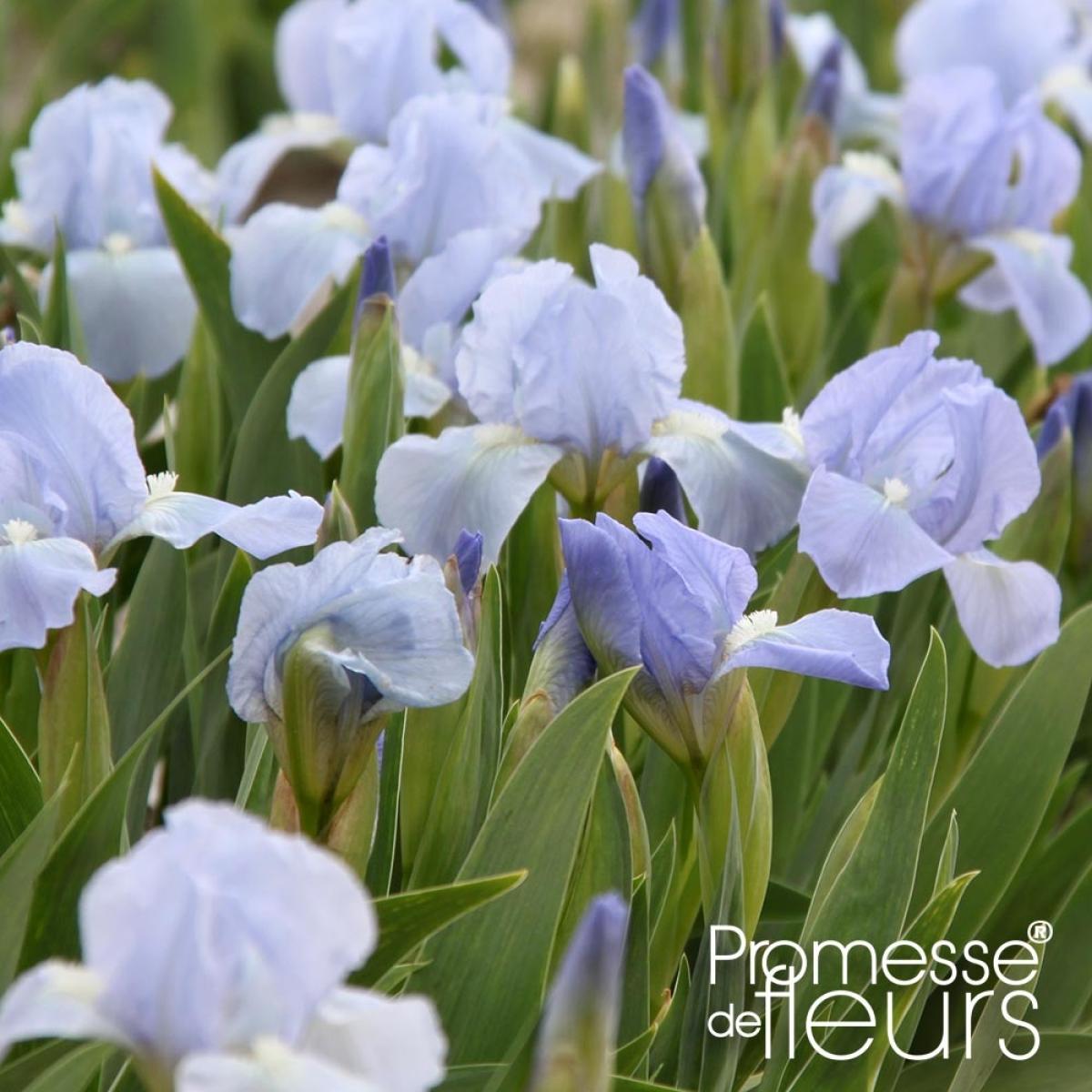 Iris Blue Denim (SBD)- Light blue dwarf Garden Iris.