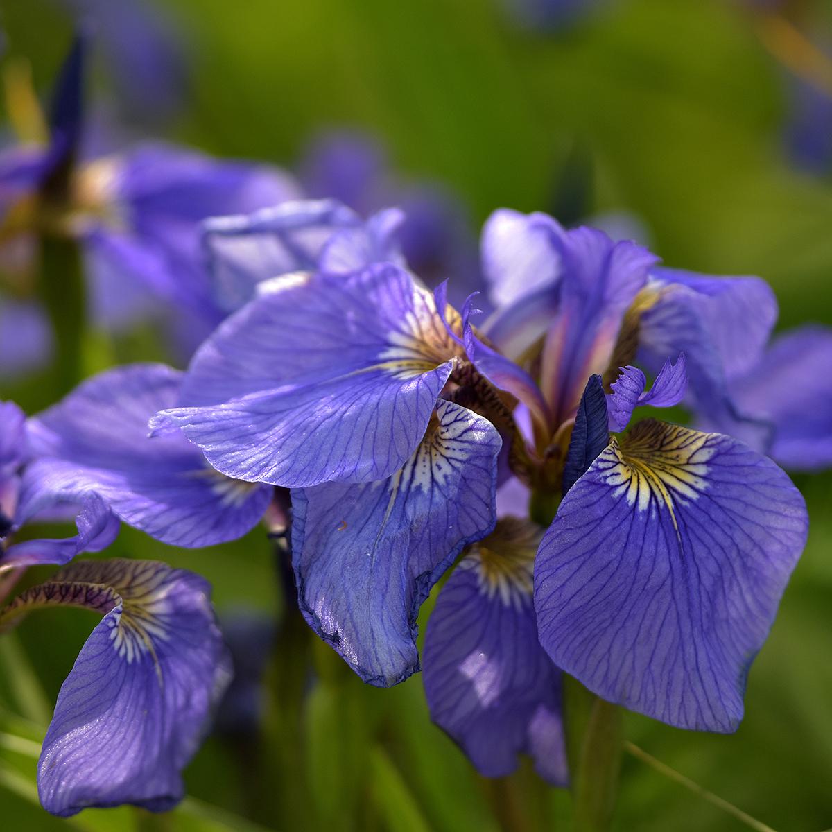 Iris setosa - Rhizomatous Alaska dwarf iris, with lavender blue flowers.