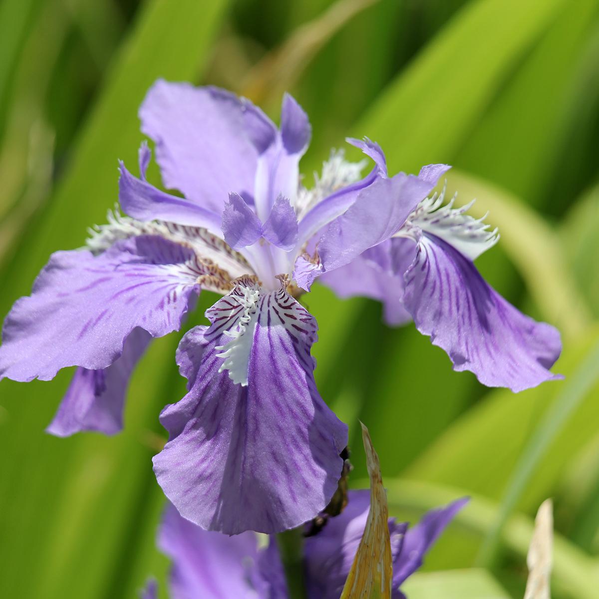 Iris tectorum - Perennial rhizomatous iris with violet flowers.