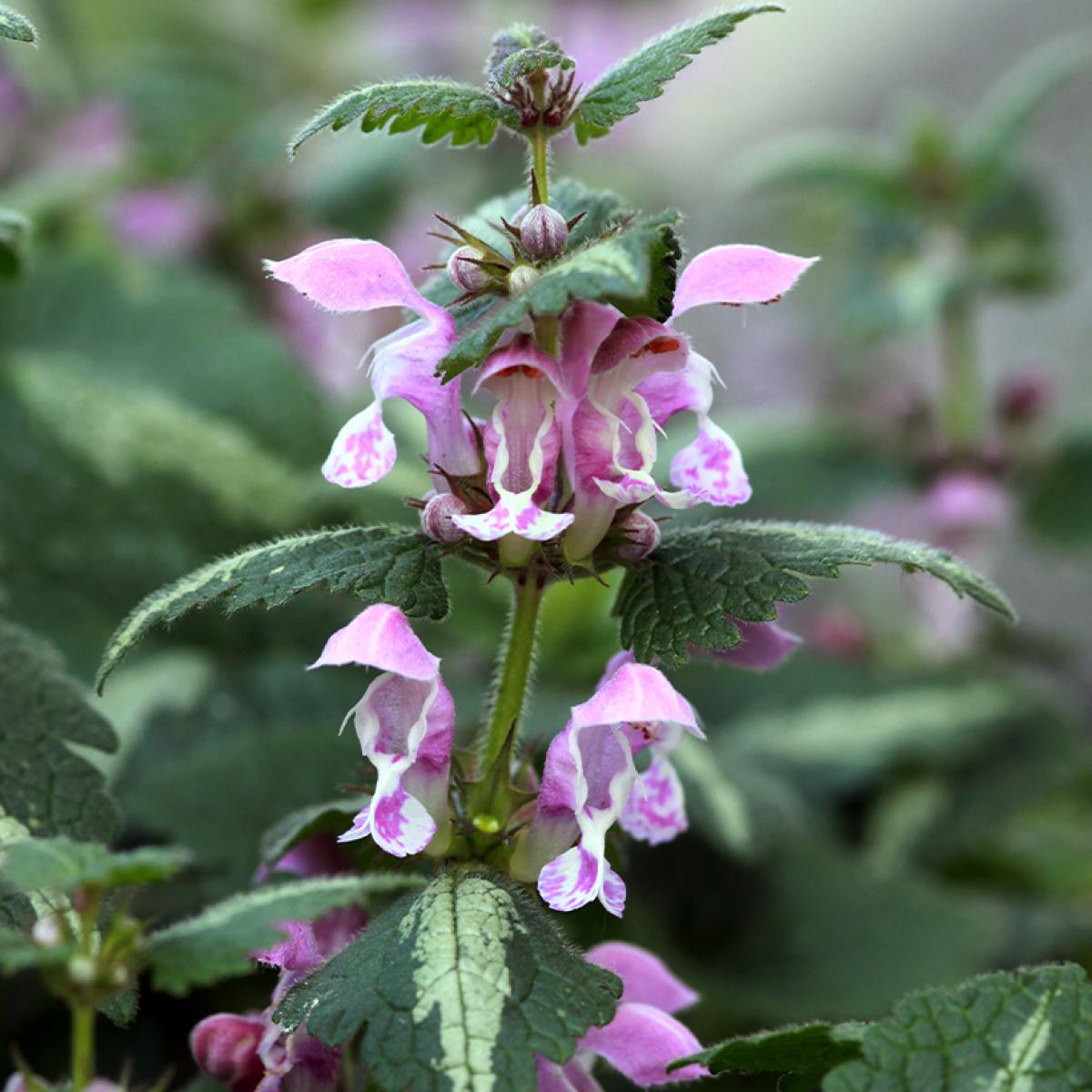 Lamium maculatum Roseum - Maculate deadnettle - Variegated ground cover ...