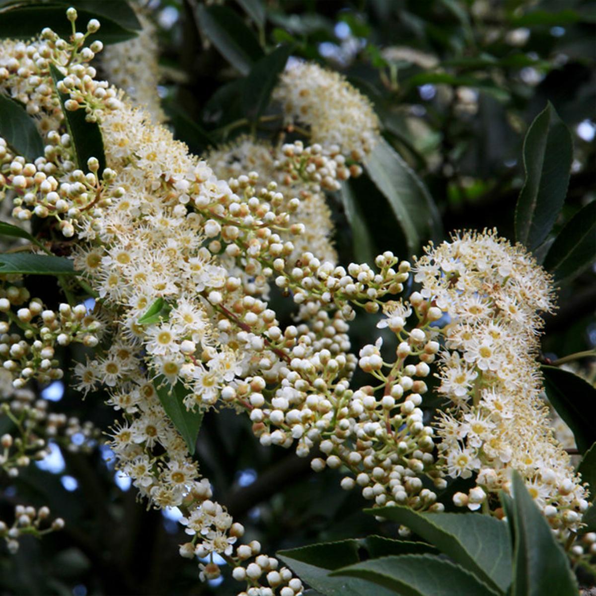 Prunus lusitanica Myrtifolia - Portuguese Laurel with myrtle leaf