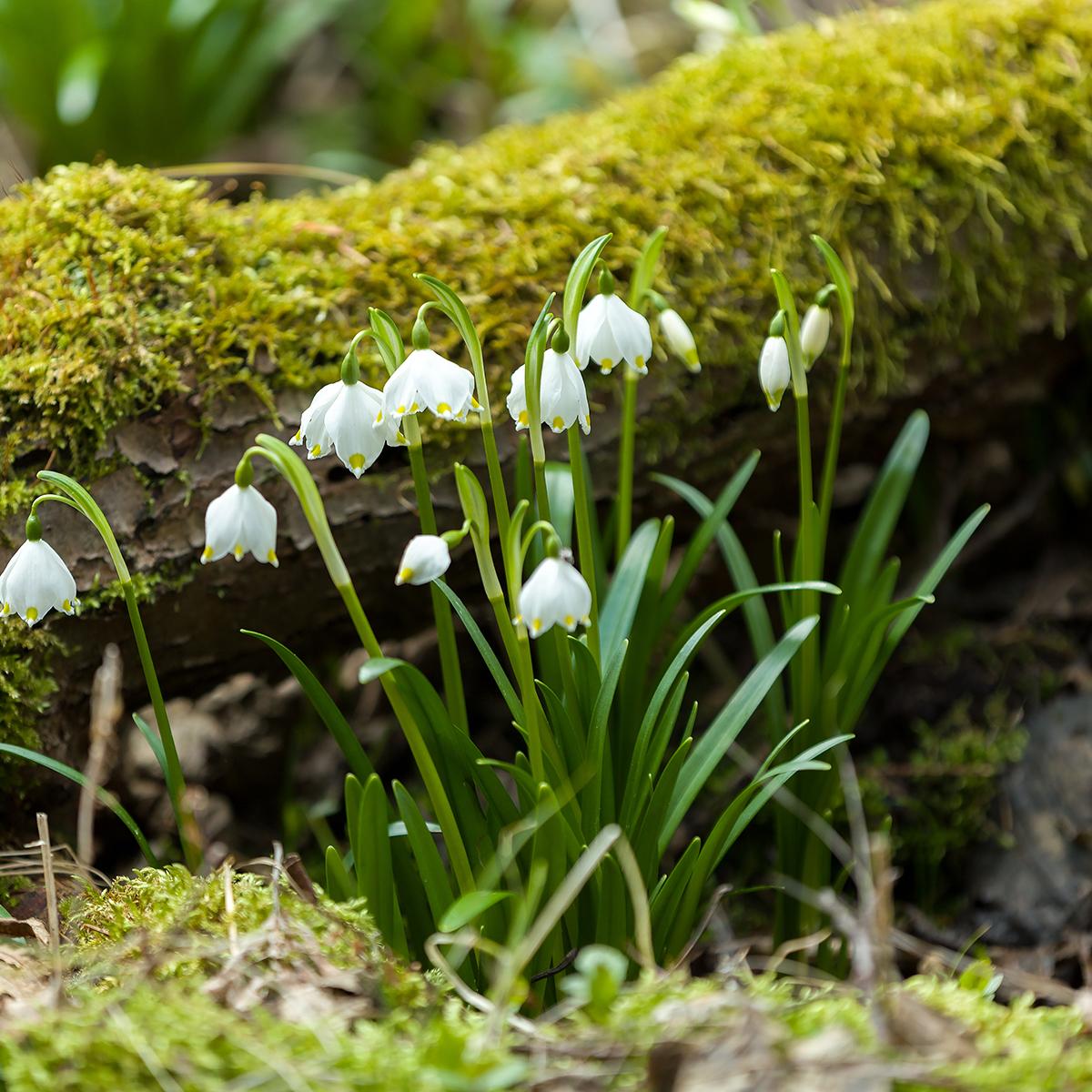 Leucojum vernum - Spring snowflake - Snowdrop - White bell ...