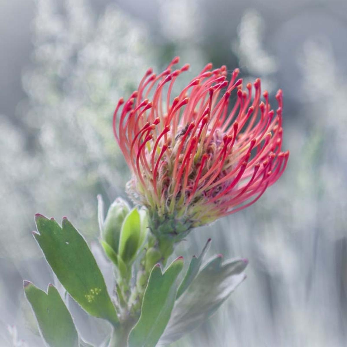 Leucospermum 'Ayoba Red' - Red Pin Cushion - Evergreen bush with unique ...