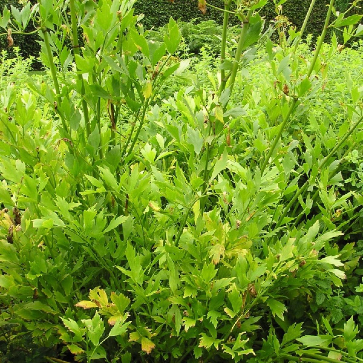 Lovage or Mountain Celery - Young plant - Perennial vegetables