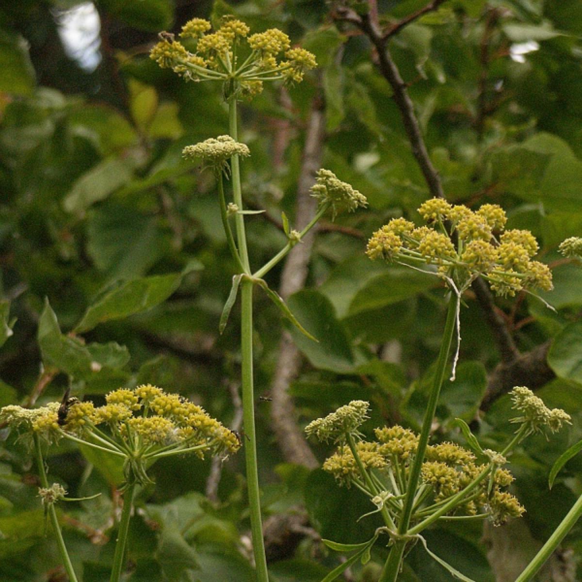 Lovage or Mountain Celery - Young plant - Perennial vegetables
