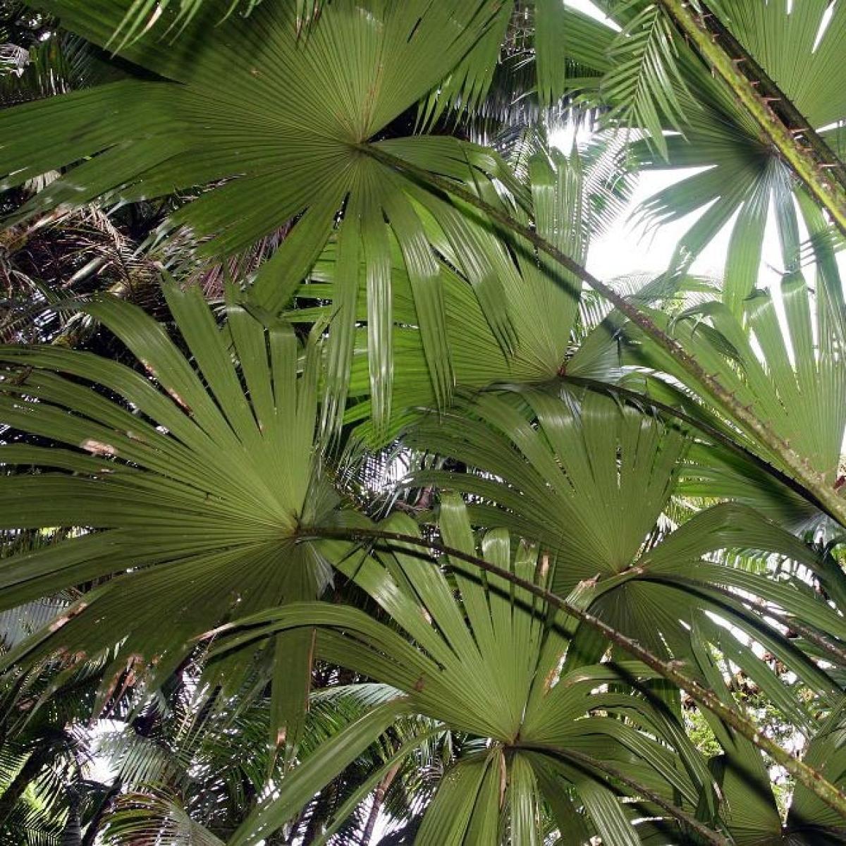 Livistona saribus - Iconic fan palm of Southeast Asia