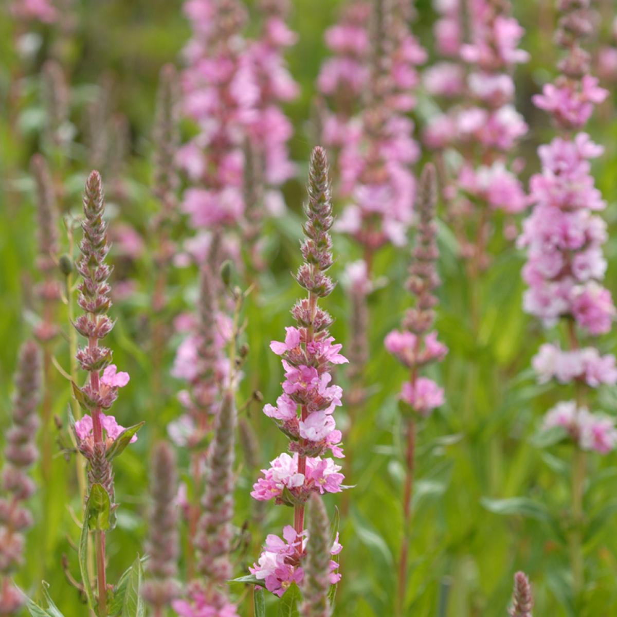 Lythrum salicaria Blush - Common Loosestrife - Perennial with pale-pink ...