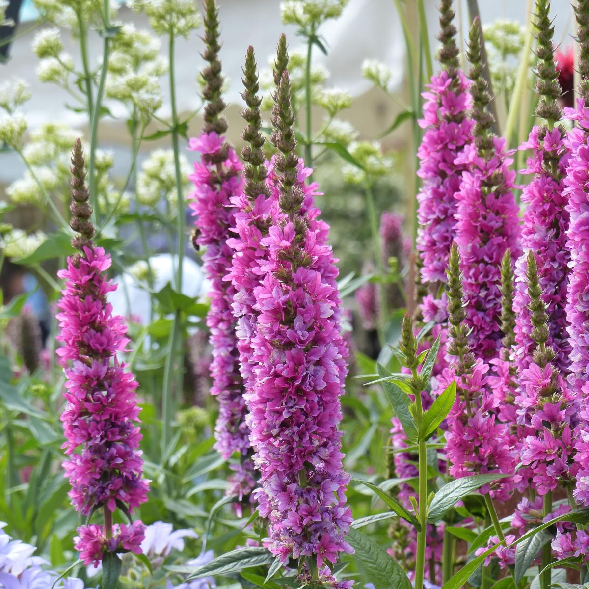 Lythrum salicaria Robert - Common purple loosestrife - Perennial with ...