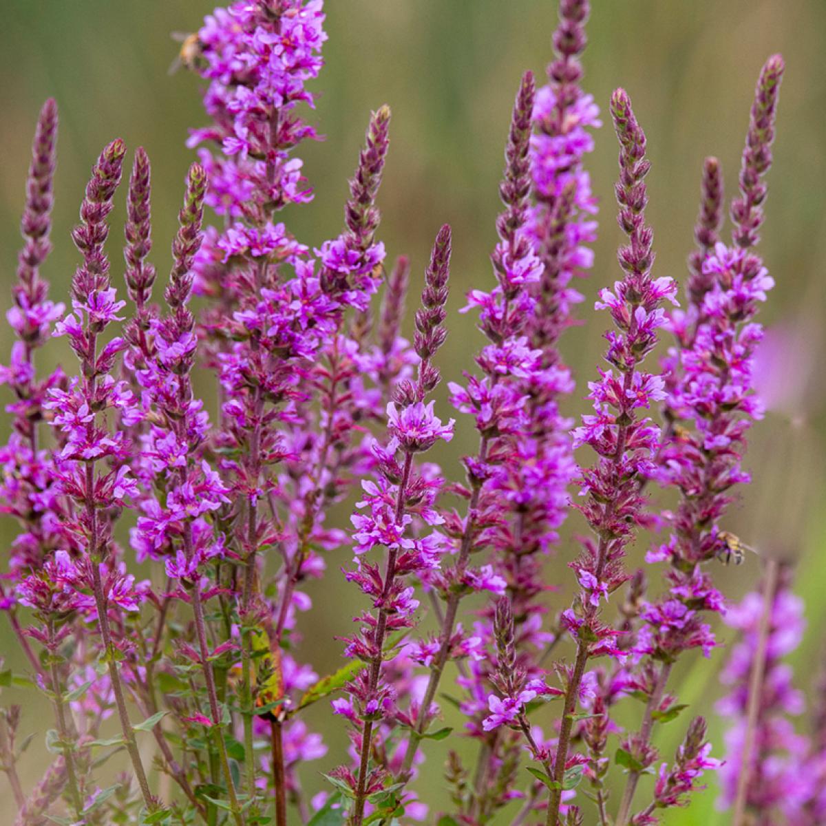 Lythrum salicaria - Purple loosestrife - Perennial for moist soil with ...