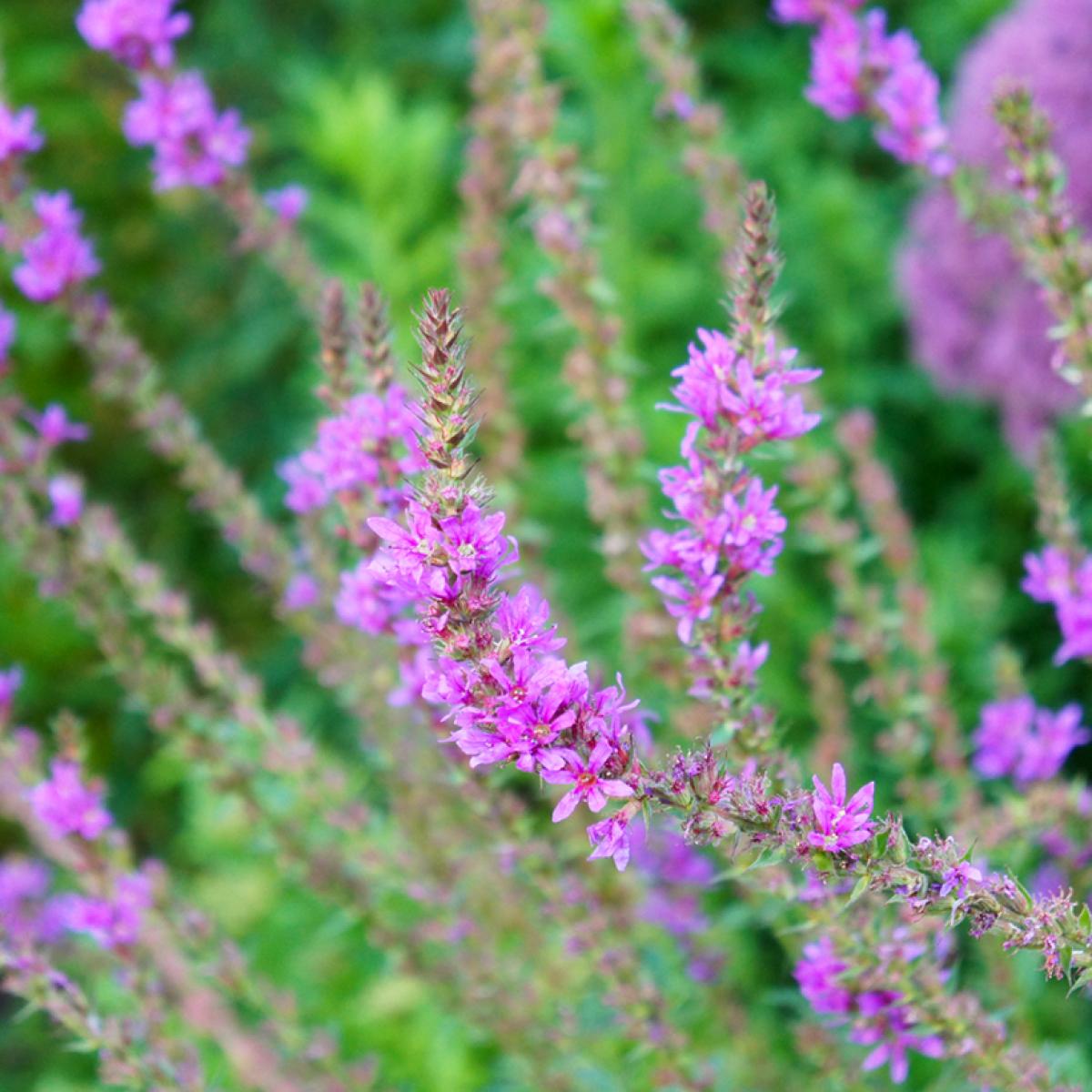 Lythrum salicaria Swirl - Willow Herb Swirl - Low perennial for moist ...