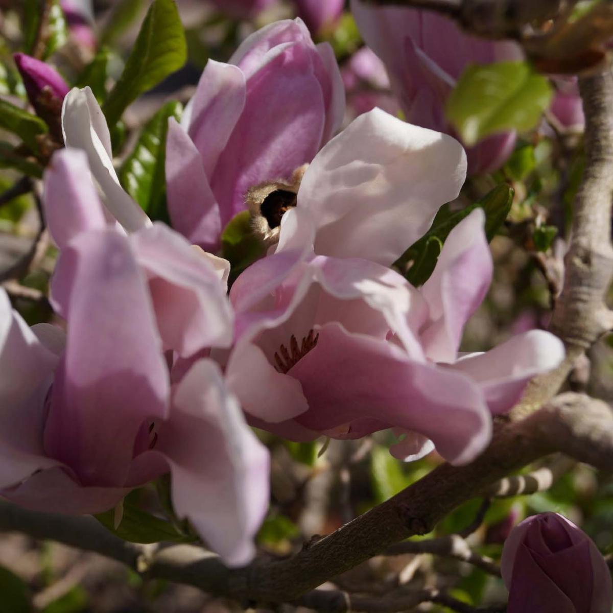 Magnolia George Henry Kern - Compact bush with deep pink flowers.