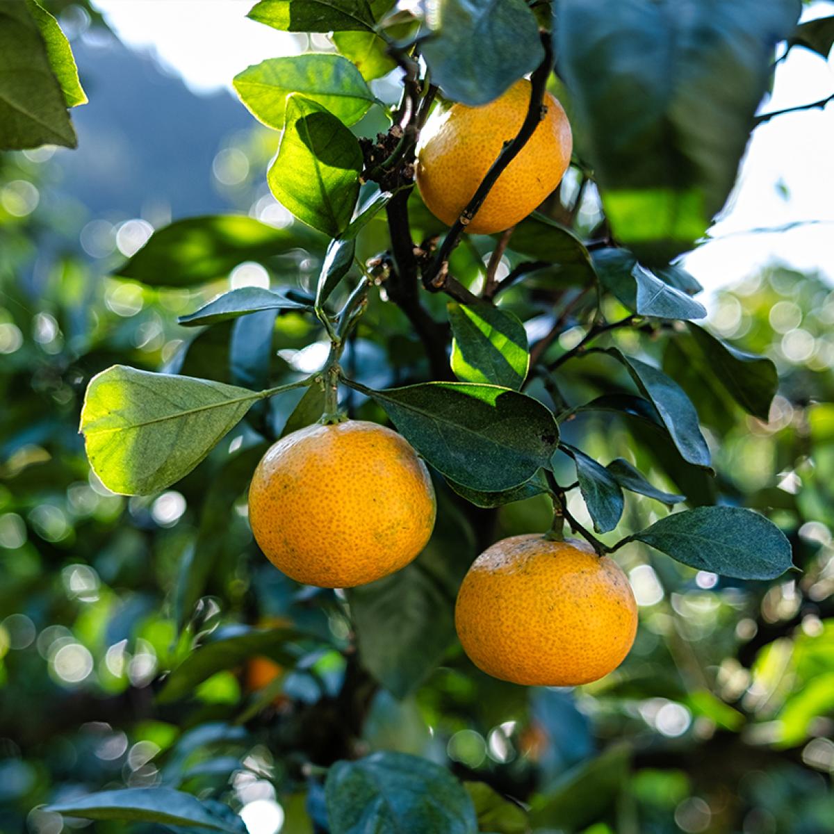 Satsuma Mandarin - Citrus unshiu - Seedless mandarin citrus