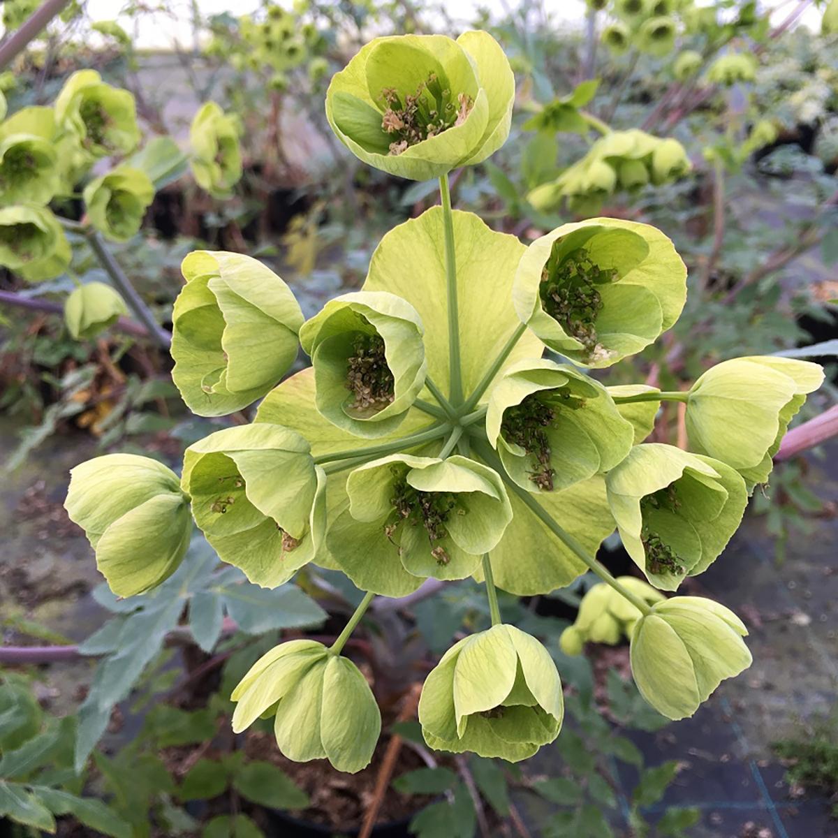Mathiasella bupleuroides Green Dream - Mexican perennial with green ...