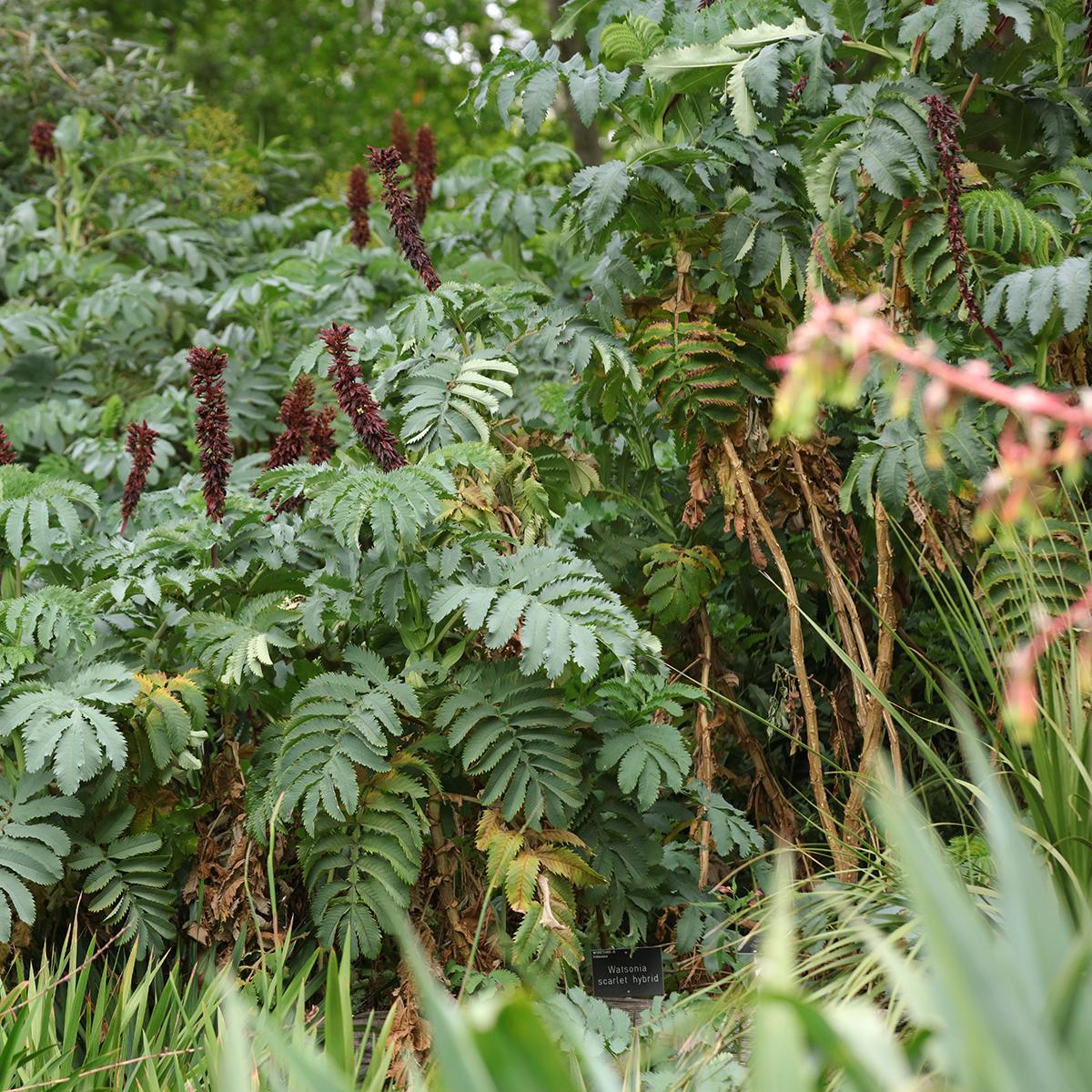Melianthus major - Giant honey flower, a perennial with majestic foliage.