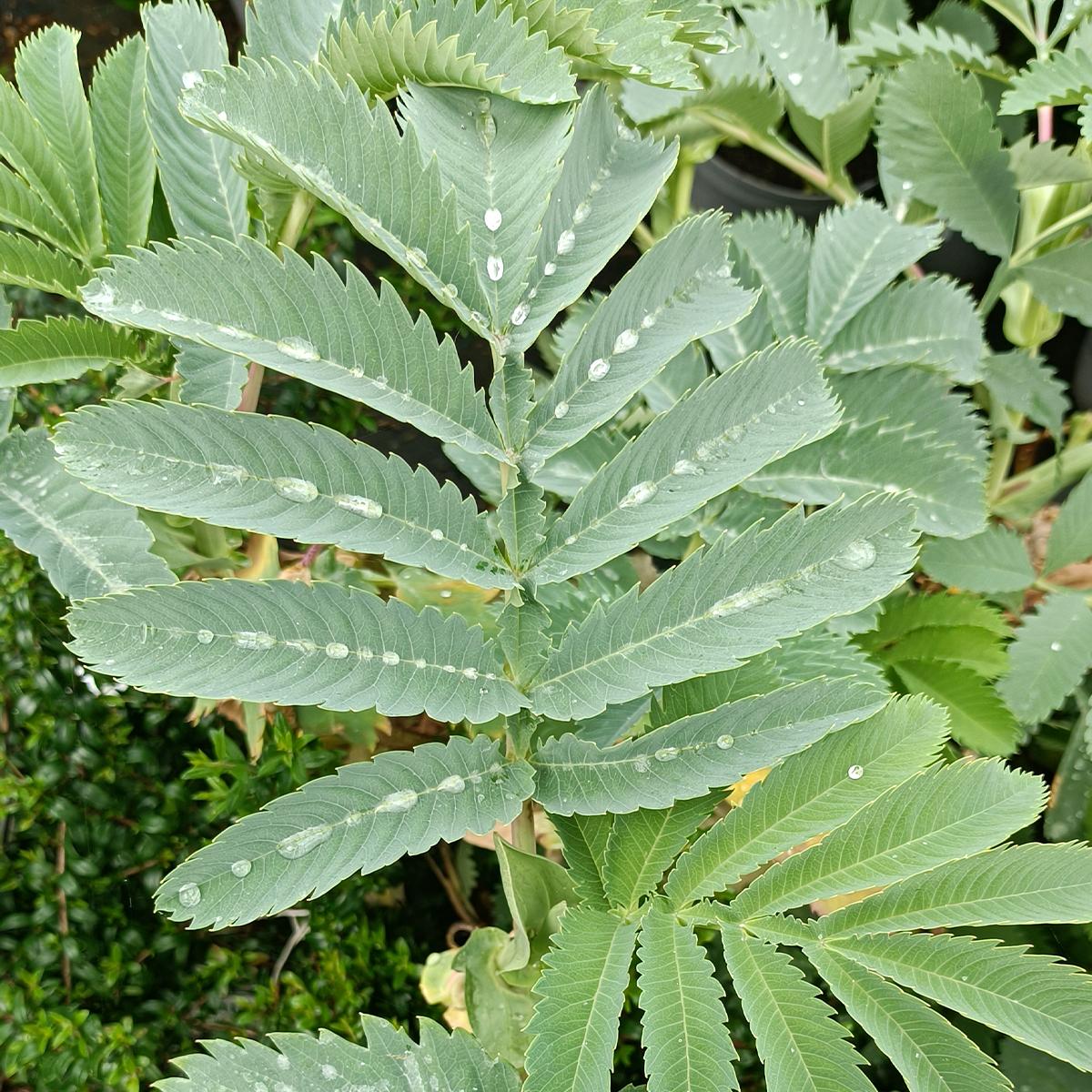 Melianthus major - Giant honey flower, a perennial with majestic foliage.