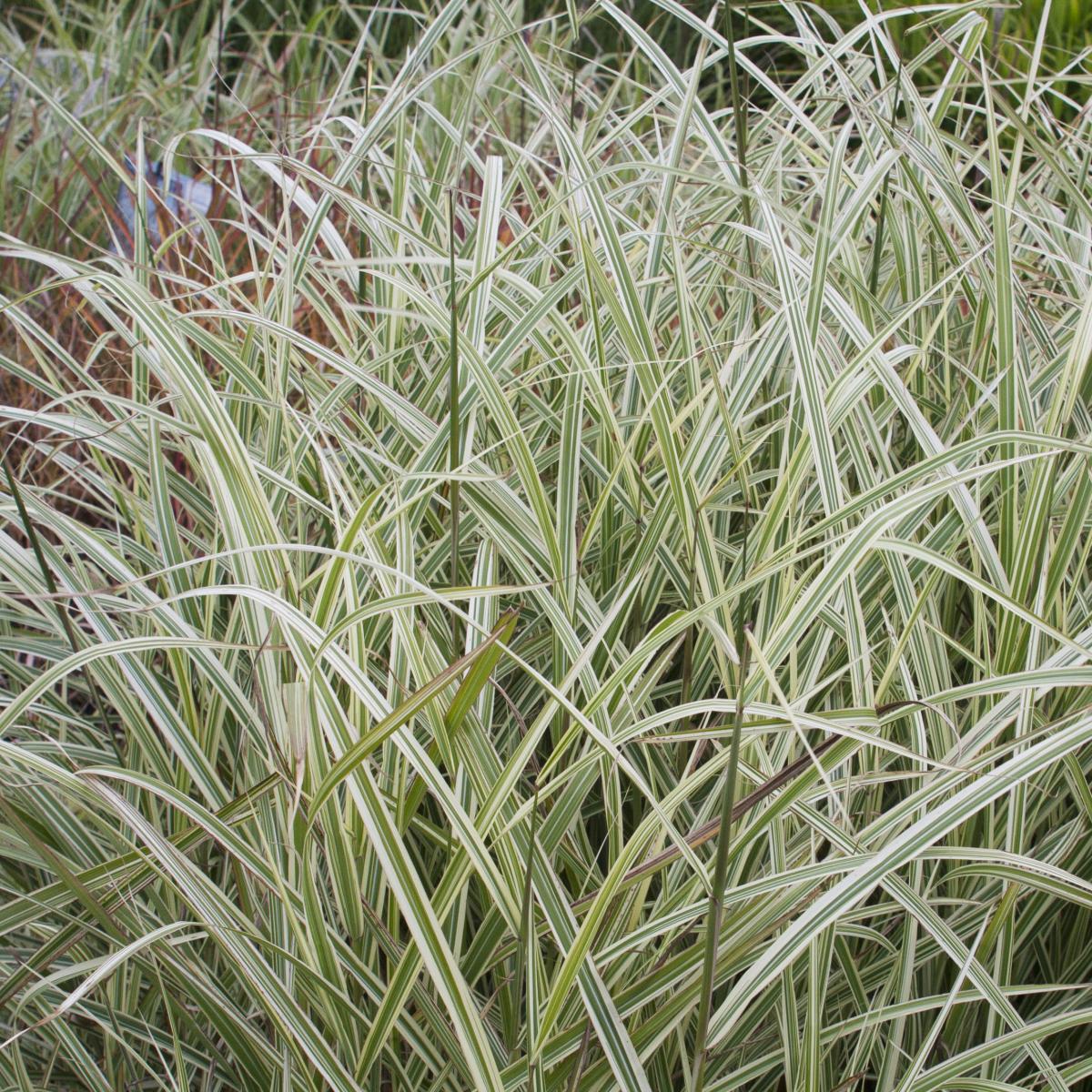 Miscanthus sinensis Variegatus - Variegated grass with silver foliage.