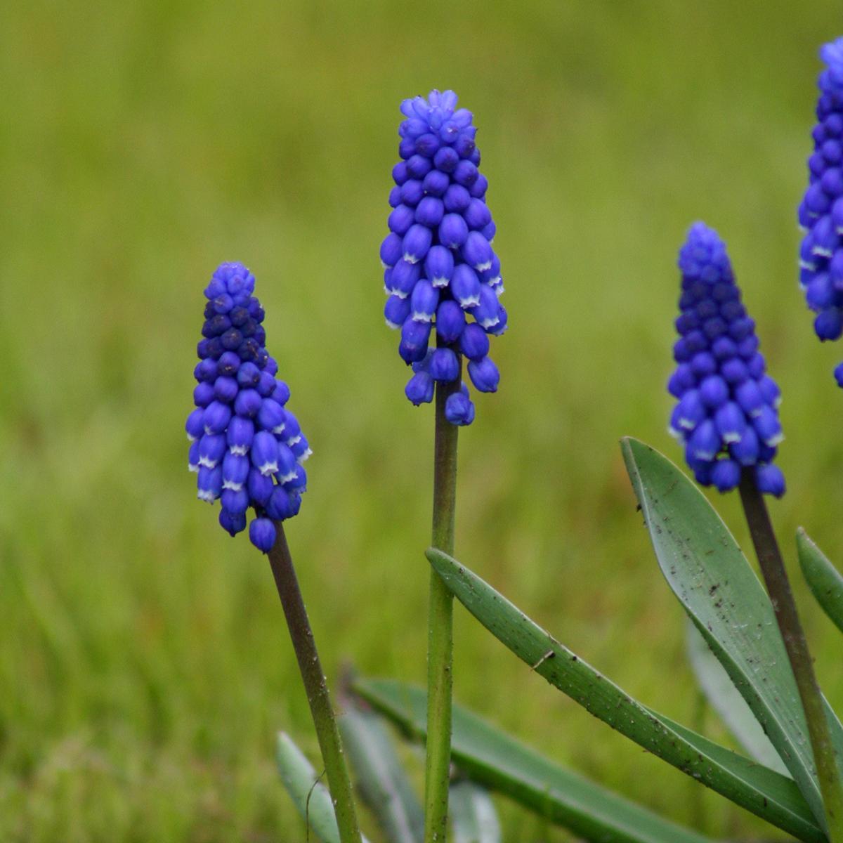 Muscari botryoides 'Superstar' - Muscari with blue flowers edged in ...